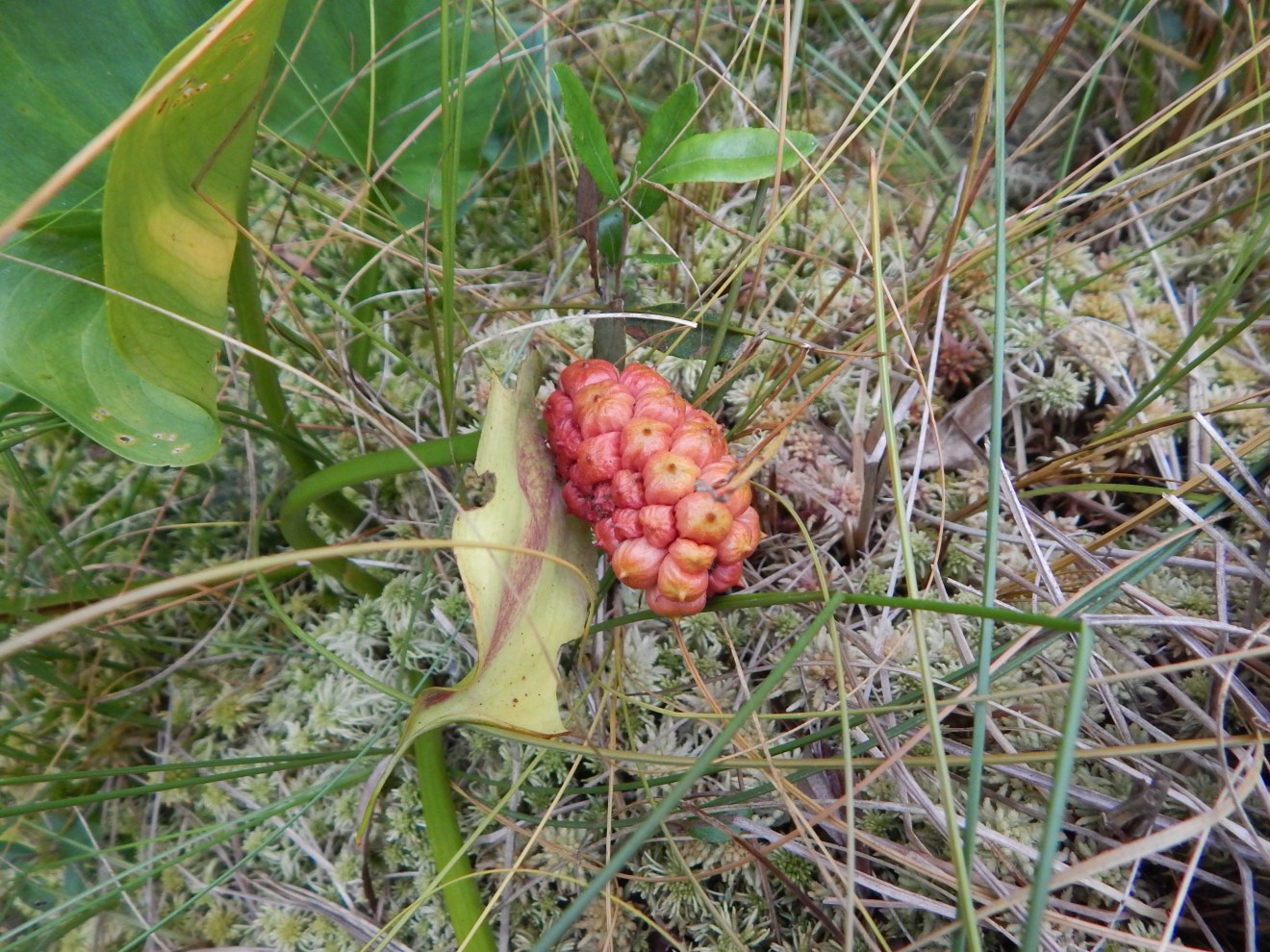 Beulah Bog | Prairie Botanist