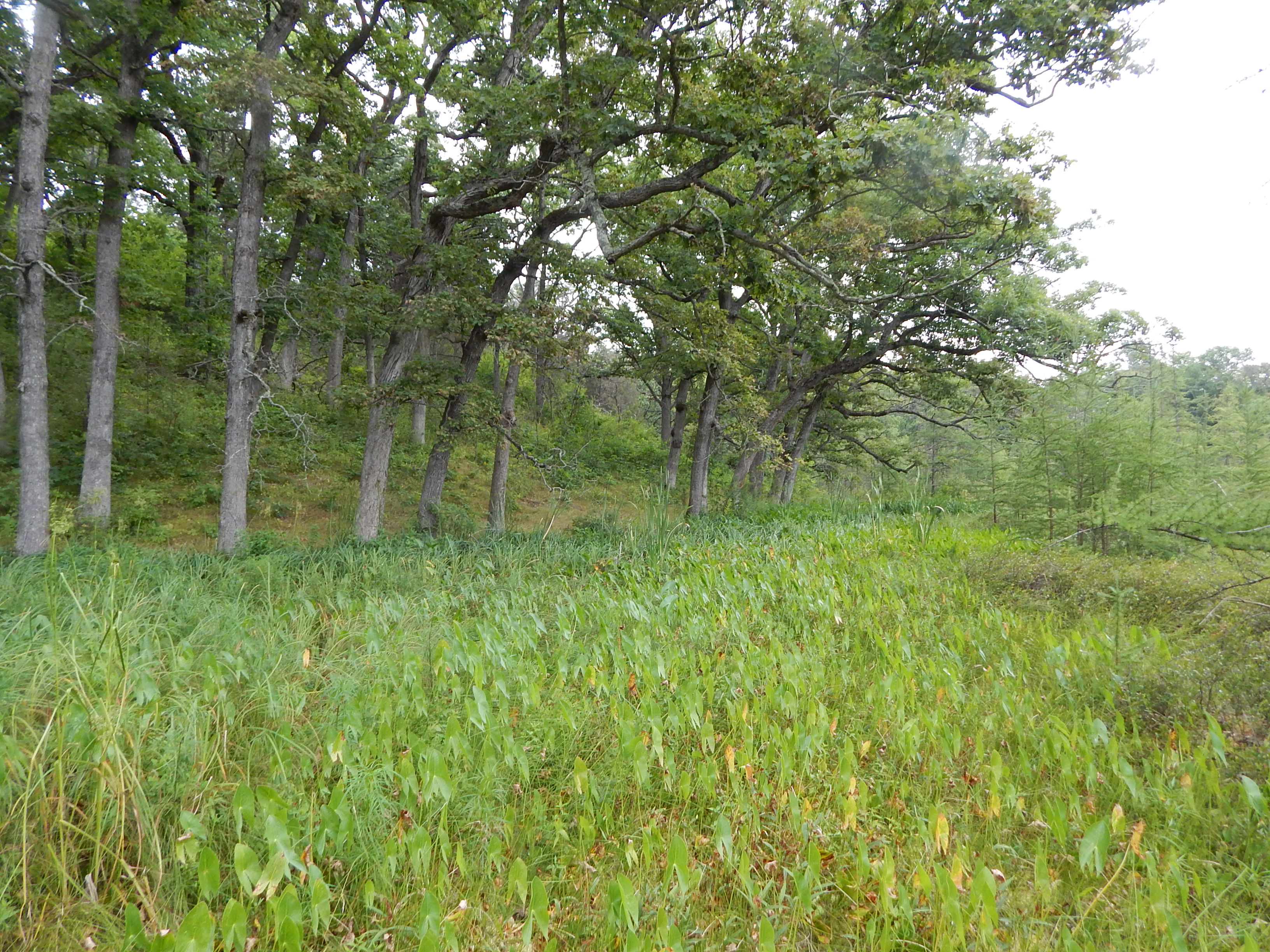Beulah Bog | Prairie Botanist