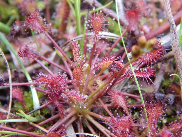 Beulah Bog | Prairie Botanist