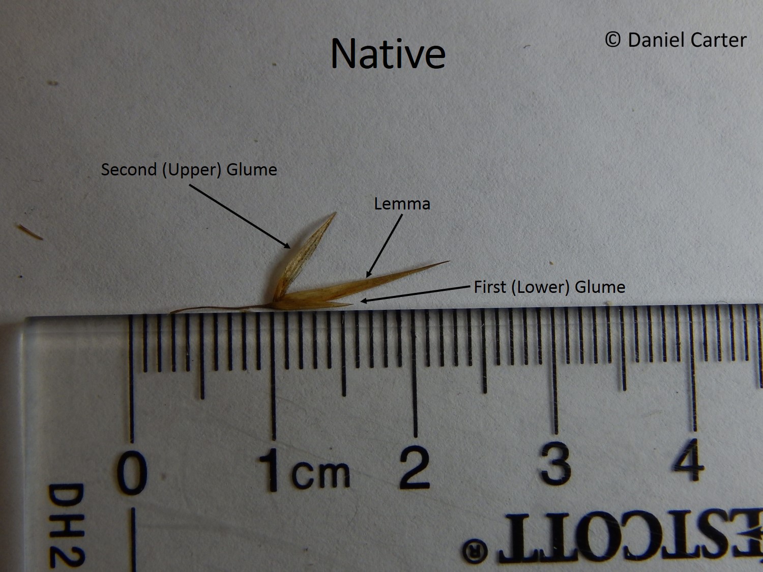 Winter Identification of Native and Exotic Phragmites Subspecies in SE ...