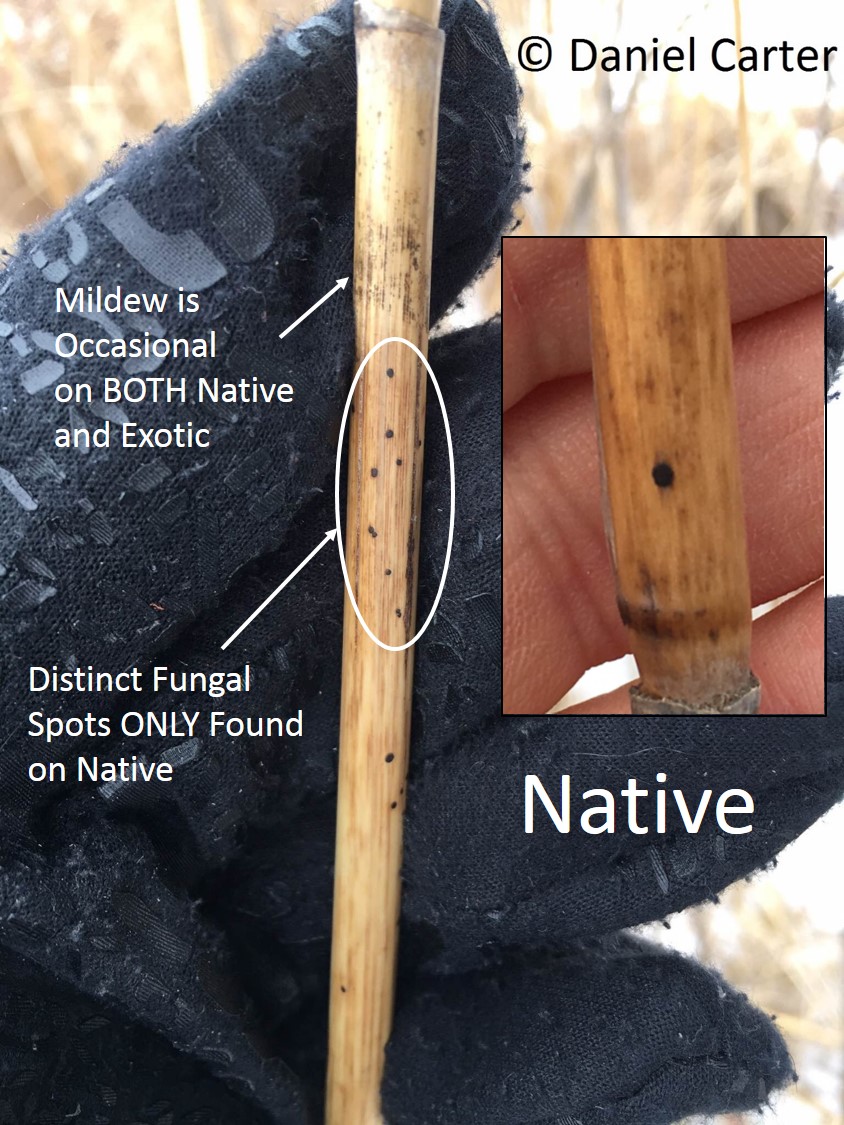 Winter Identification of Native and Exotic Phragmites Subspecies in SE ...