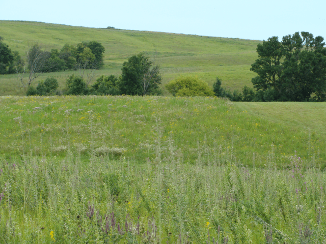 Some Basic Guidelines for Tallgrass Prairie (and Pollinator Habitat ...